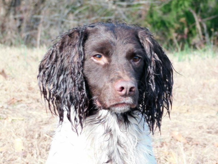 Studs | Tibea Gundogs